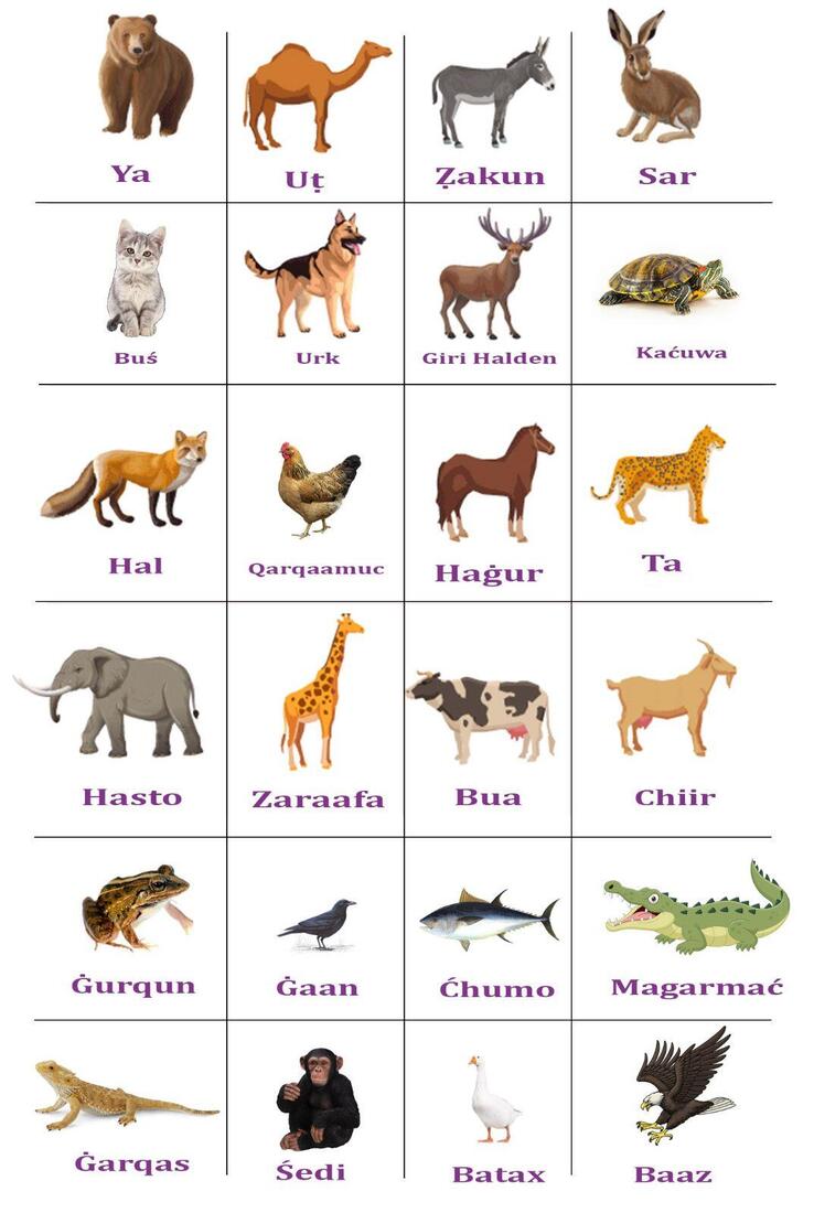 Dictionary | Burushaski Language Services