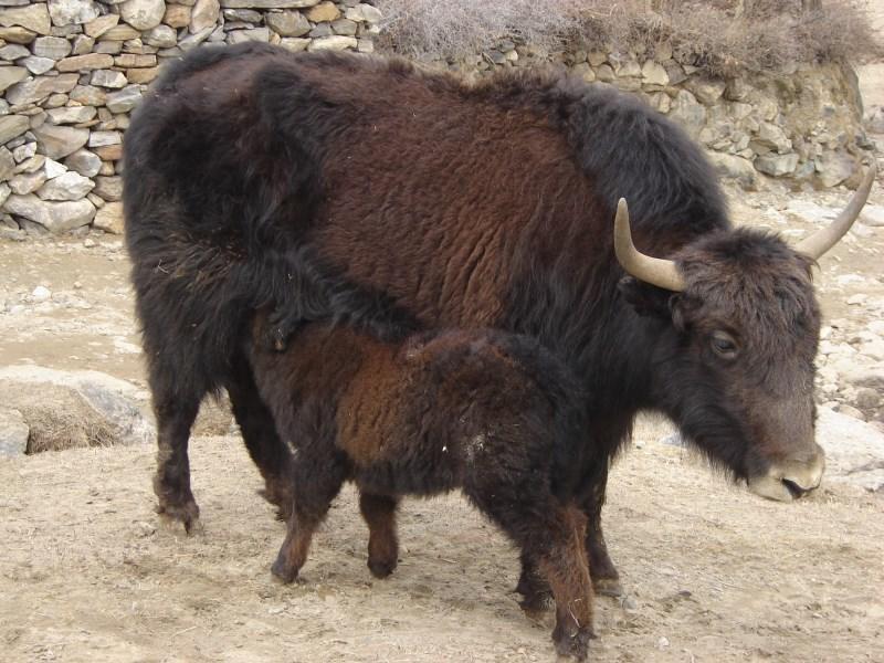 Burushaski Language Services